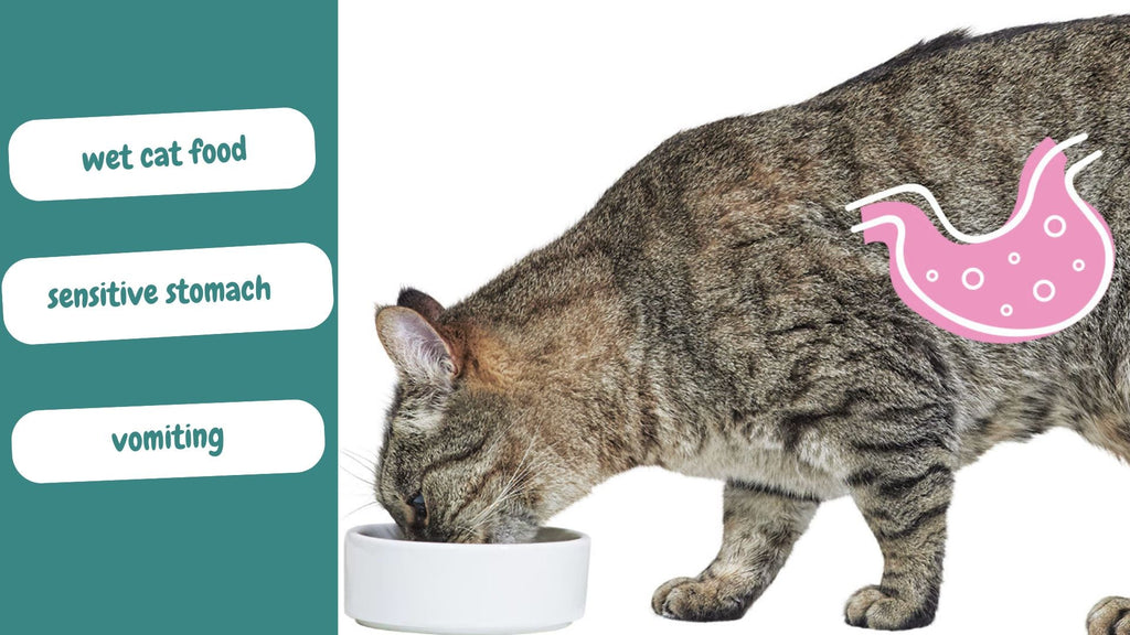 Best Wet Cat Foods for Sensitive Stomachs & Tips to Prevent Vomiting